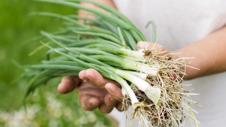 10 Best Vegetables for Spring Rolls - My Pure Plants